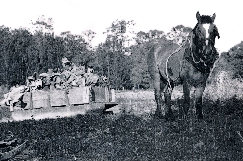 Bill Fursman – The Gap Historical Society